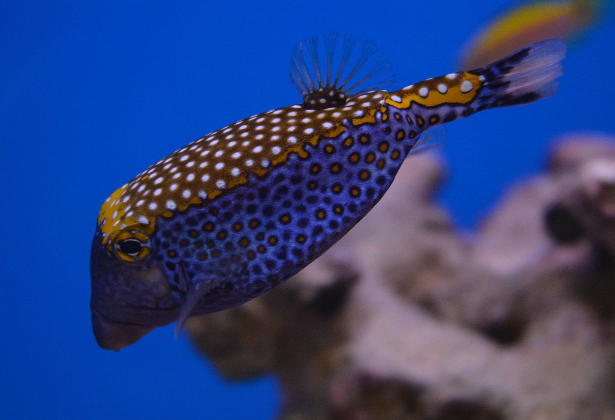 White-spotted Boxfish - Sea Level Aquarium